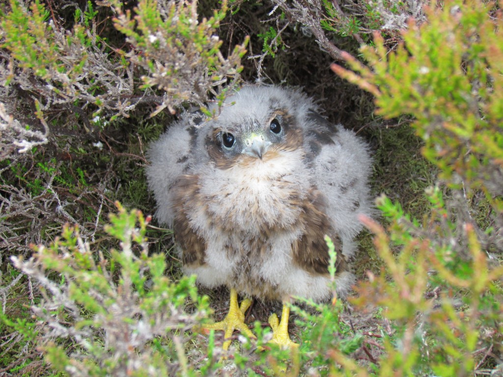 Merlin | Scottish Raptor Monitoring Scheme