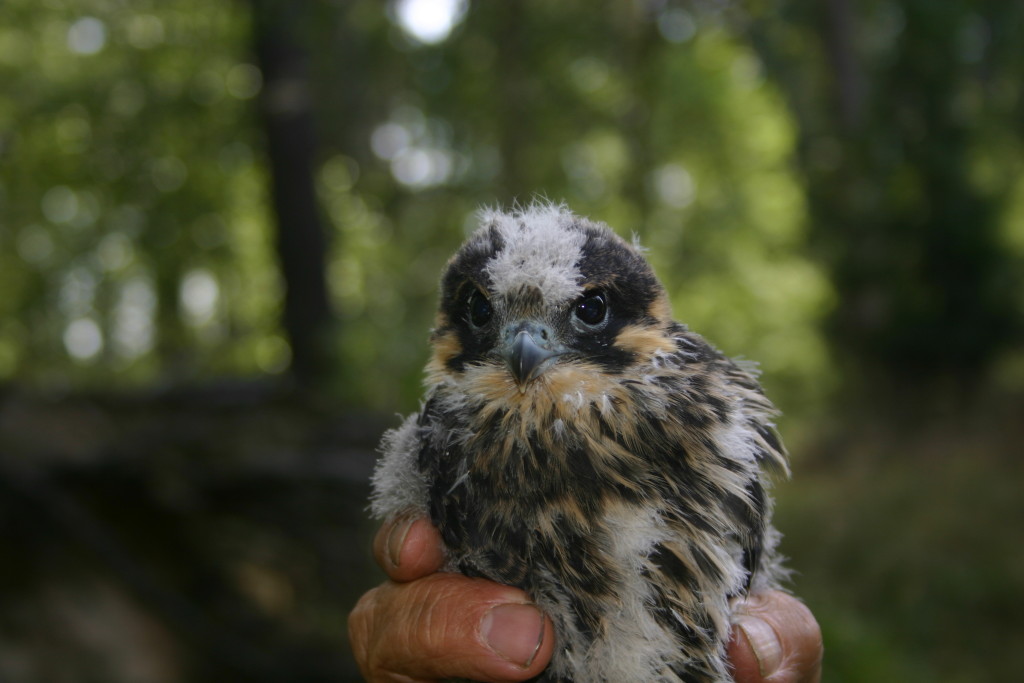 Eurasian Hobby | Scottish Raptor Monitoring Scheme