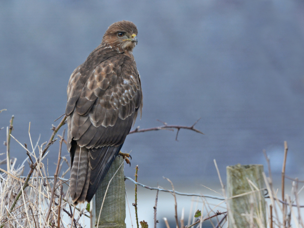 Common Buzzard | Scottish Raptor Monitoring Scheme
