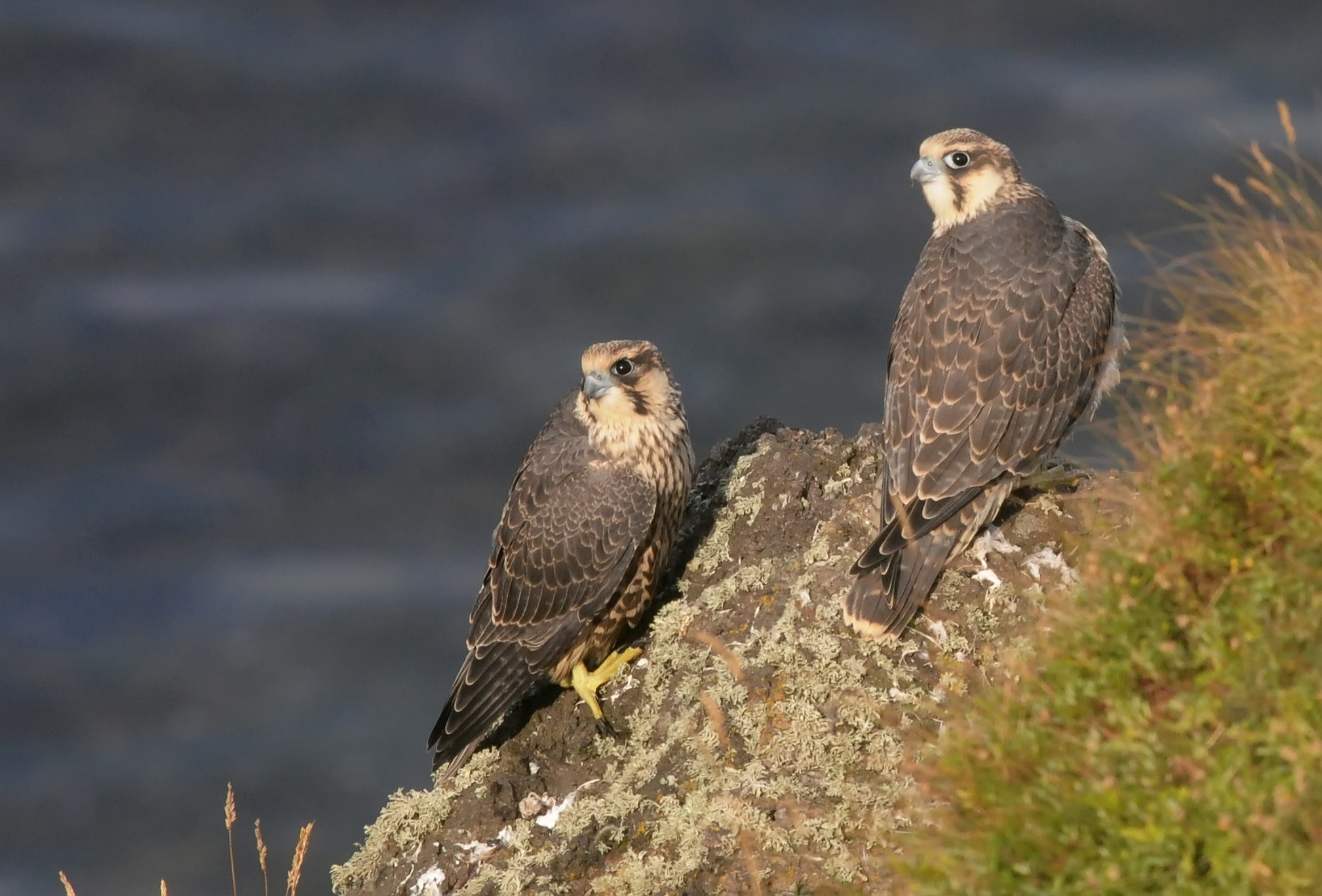 Peregrine Falcon | Scottish Raptor Monitoring Scheme