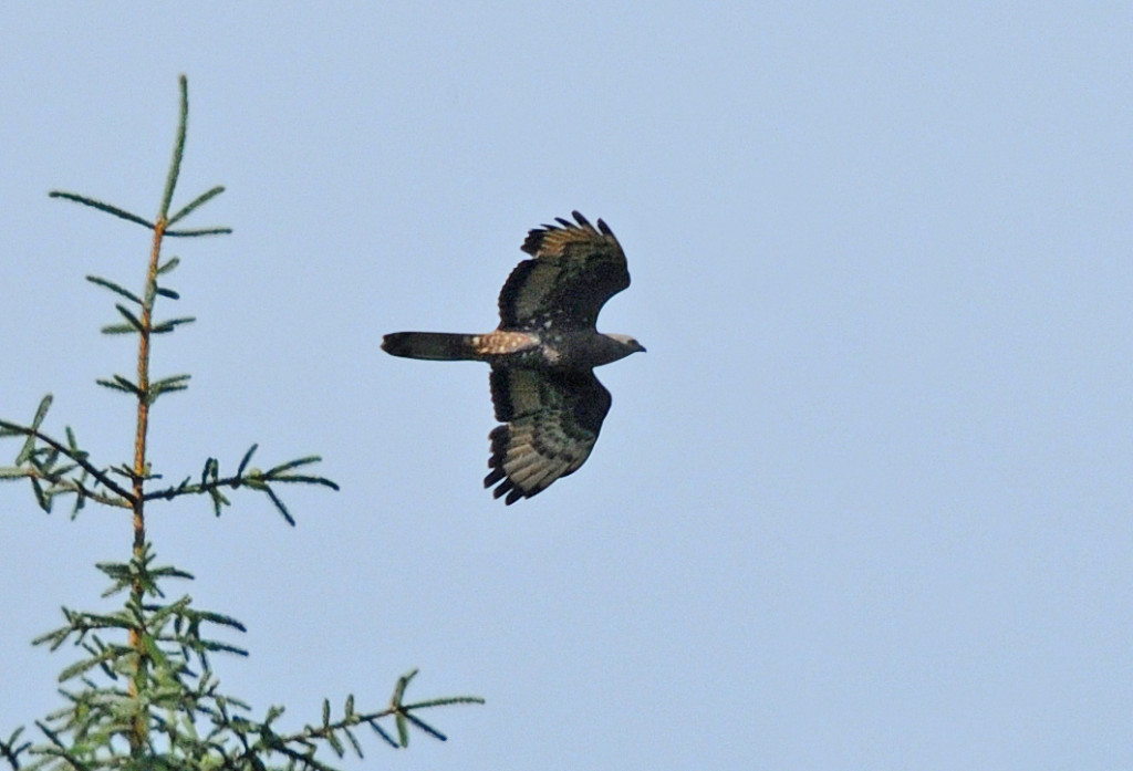 European Honey-buzzard | Scottish Raptor Monitoring Scheme